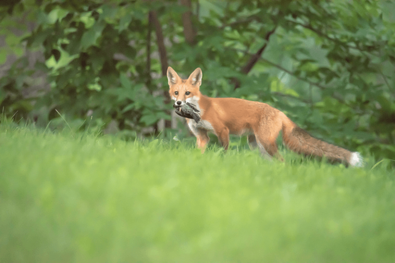 The lives of our neighbors, the Northeast foxes – MyNortheaster.com