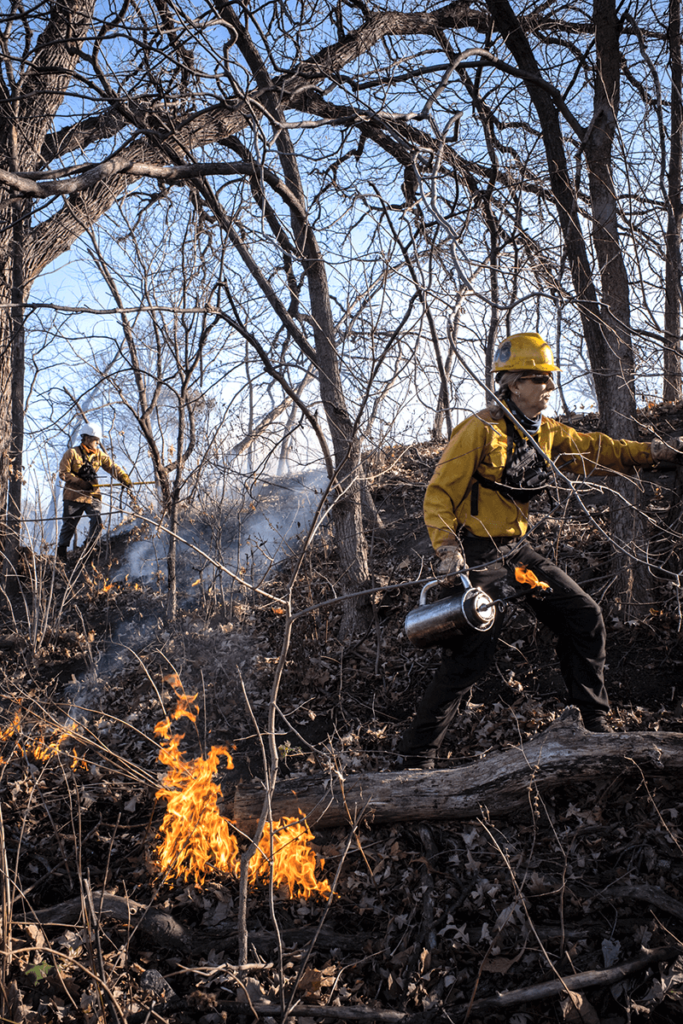 Controlled burn should bring back native species – MyNortheaster.com