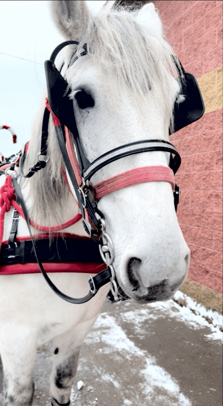 Horse-drawn carriages and electric bikes – MyNortheaster.com